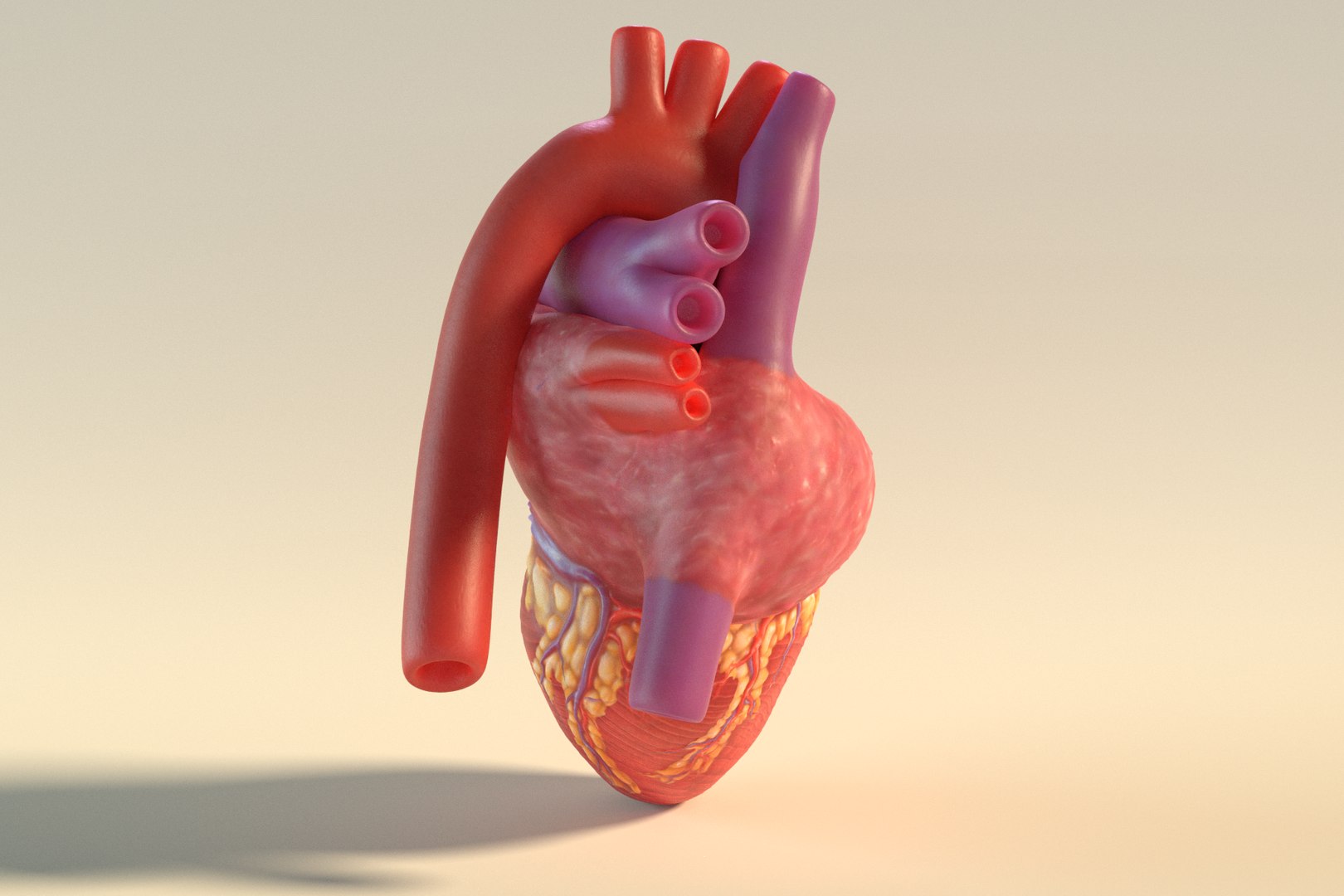 3D Human Heart - TurboSquid 1262531