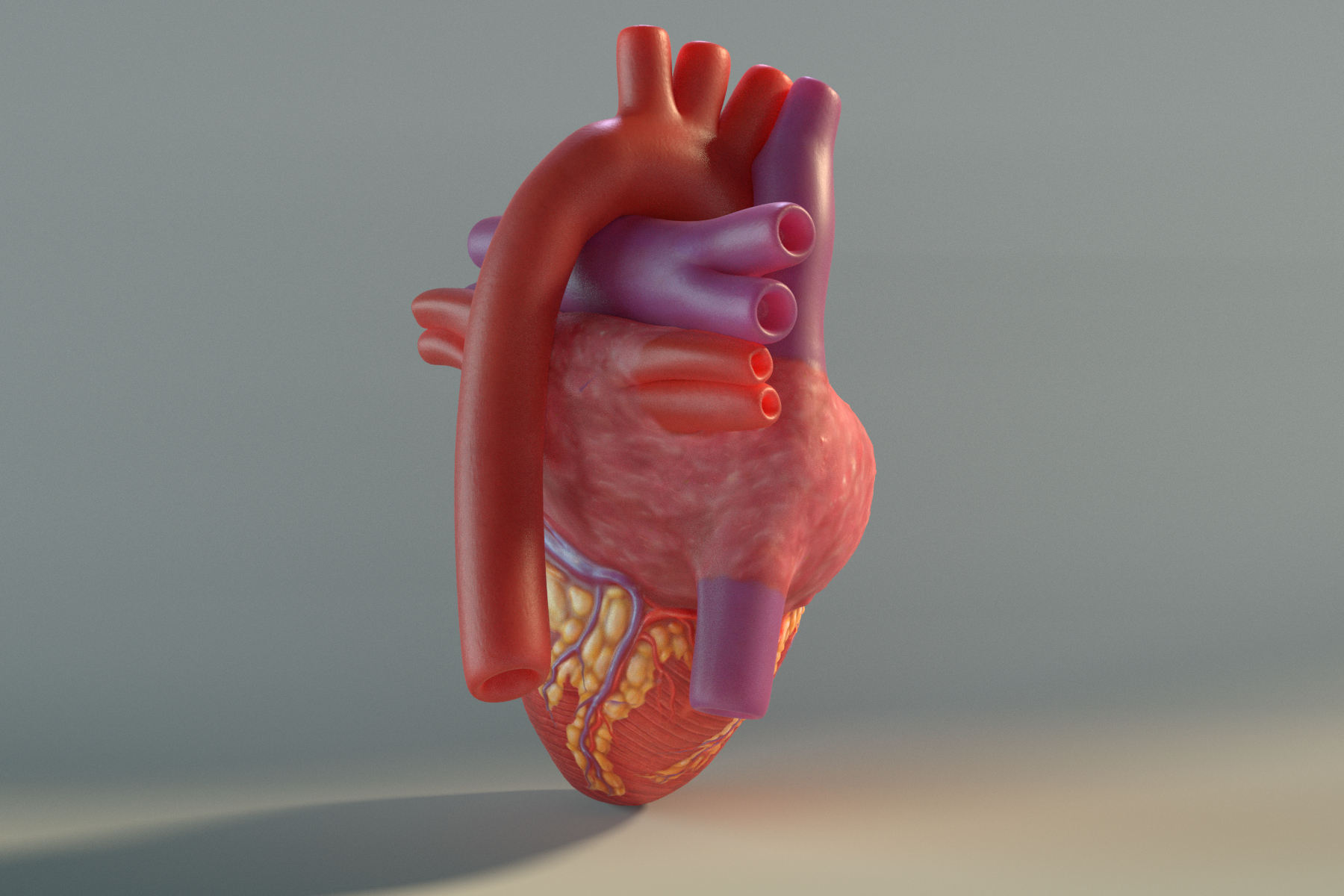 3D human heart - TurboSquid 1262531