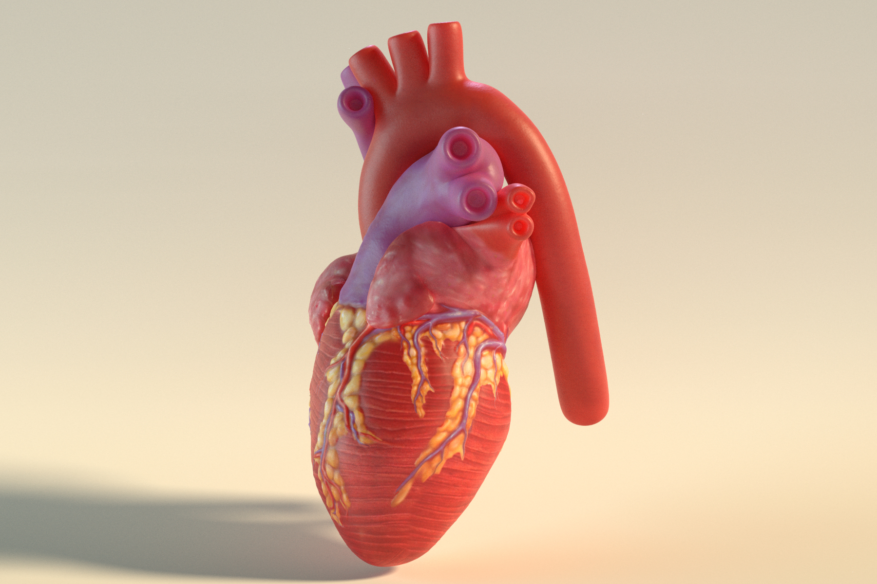 3D human heart - TurboSquid 1262531