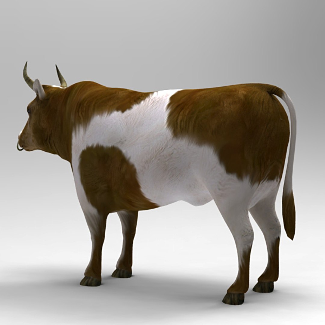 3d Model Bull