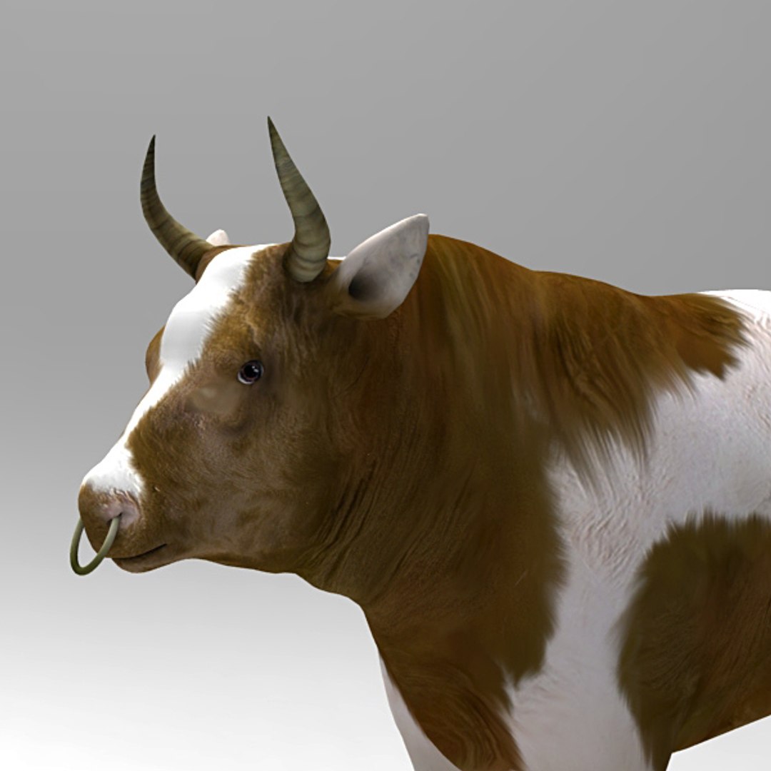 3d Model Bull