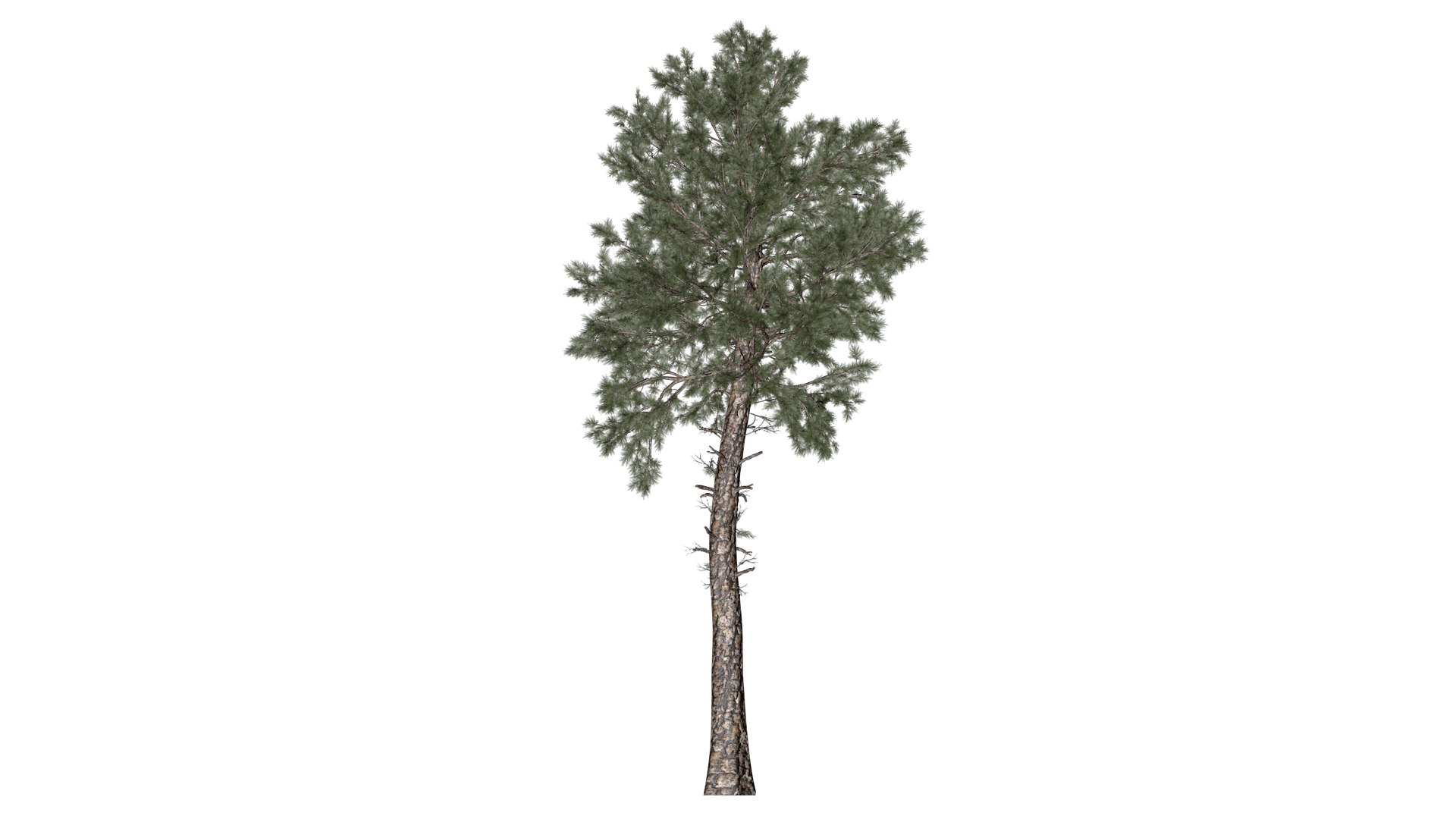 3D Loblolly Pine Tree - 02 - - TurboSquid 2373643