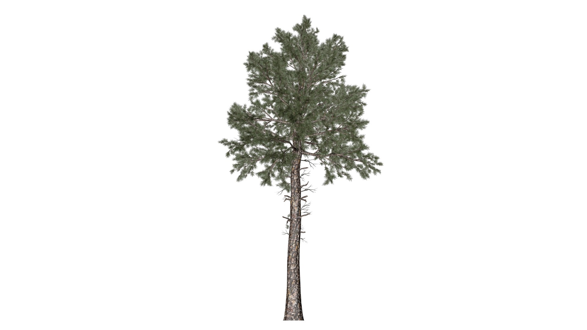 3D Loblolly Pine Tree - 02 - - TurboSquid 2373643