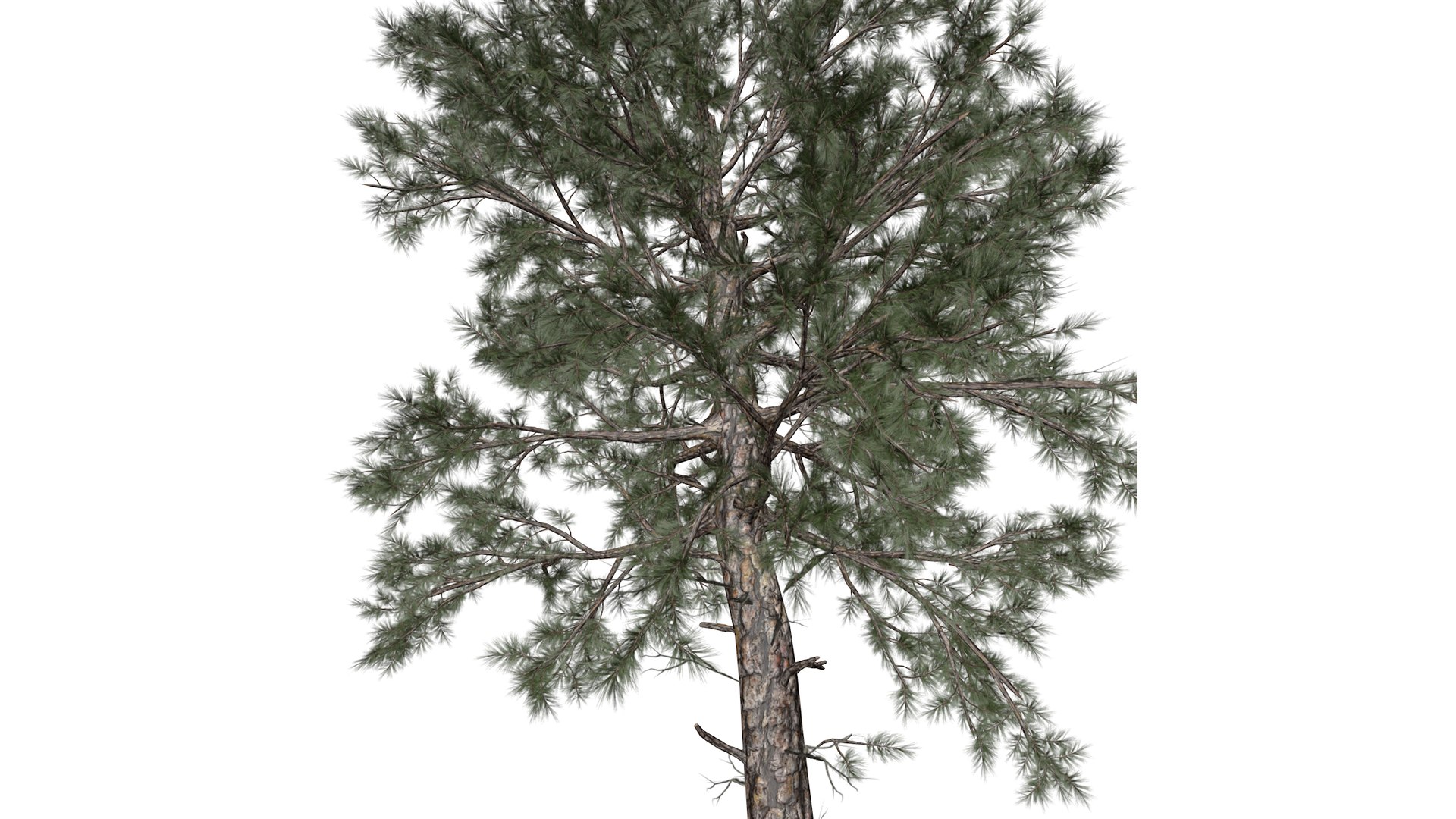 3D Loblolly Pine Tree - 02 - - TurboSquid 2373643