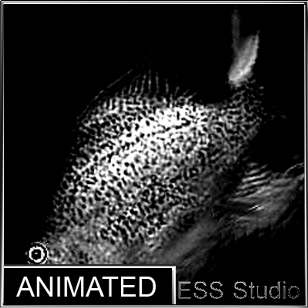 3d Model Tropical Fish