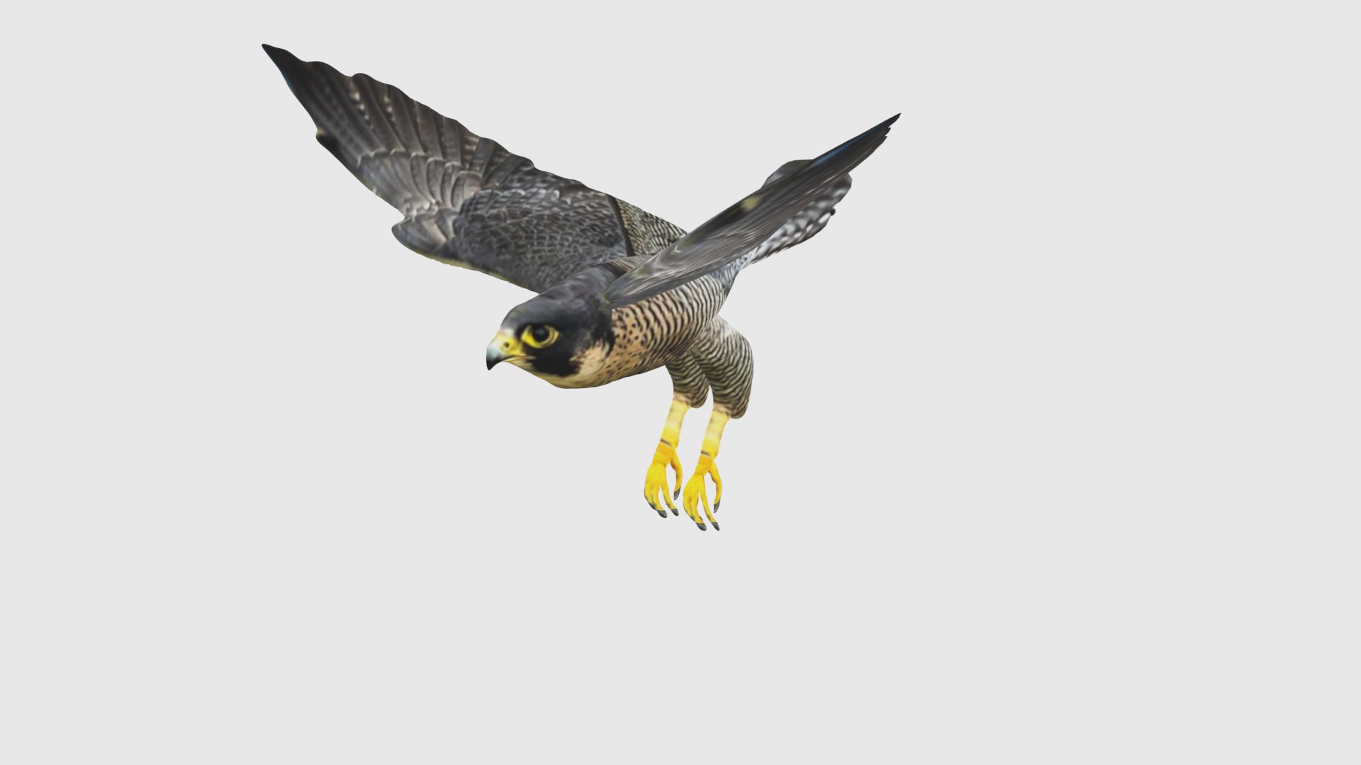 Low Poly Falcon Rigged With Realistic Texture 3D Model - TurboSquid 1875951