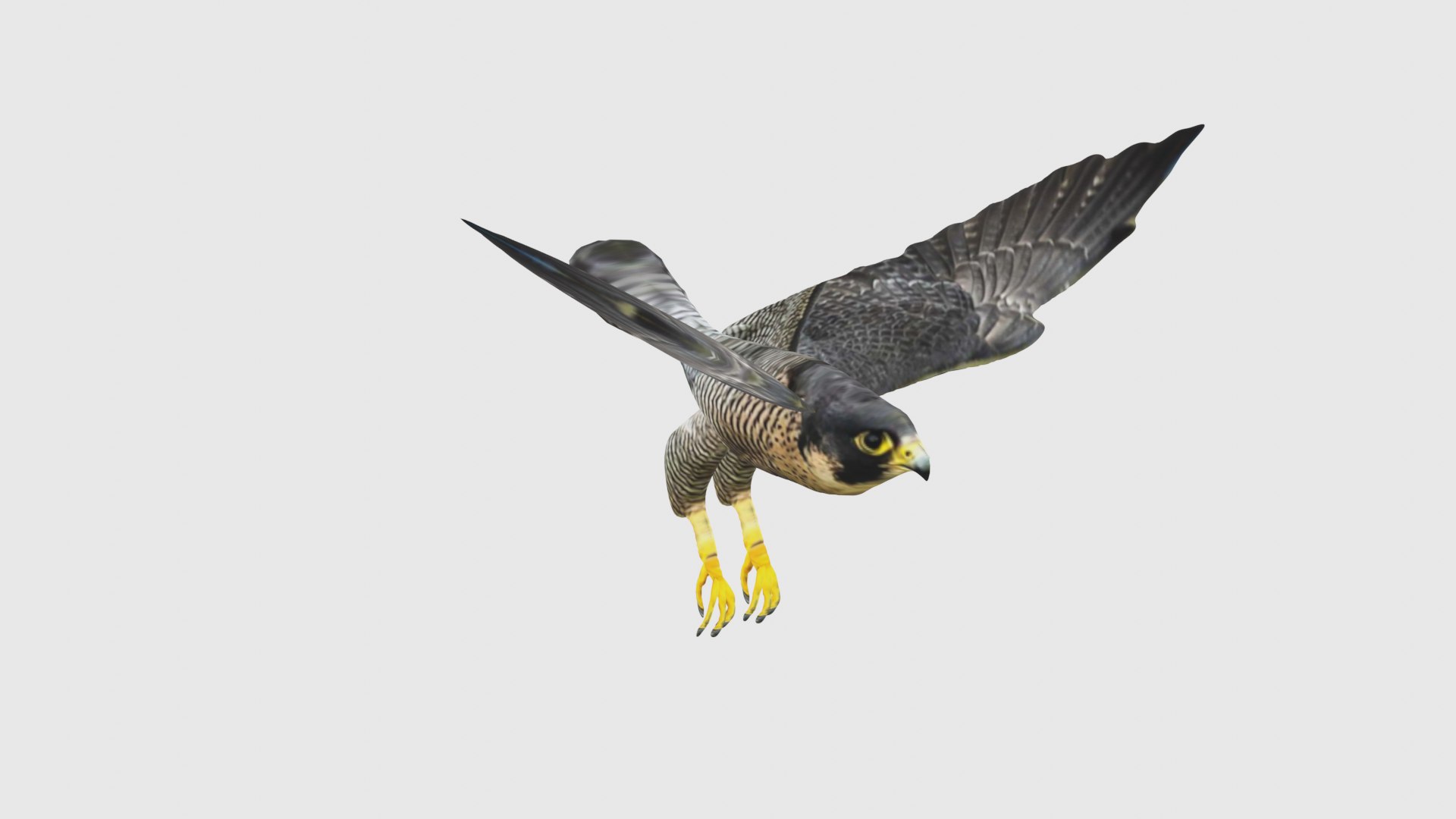 Low Poly Falcon Rigged With Realistic Texture 3D Model - TurboSquid 1875951