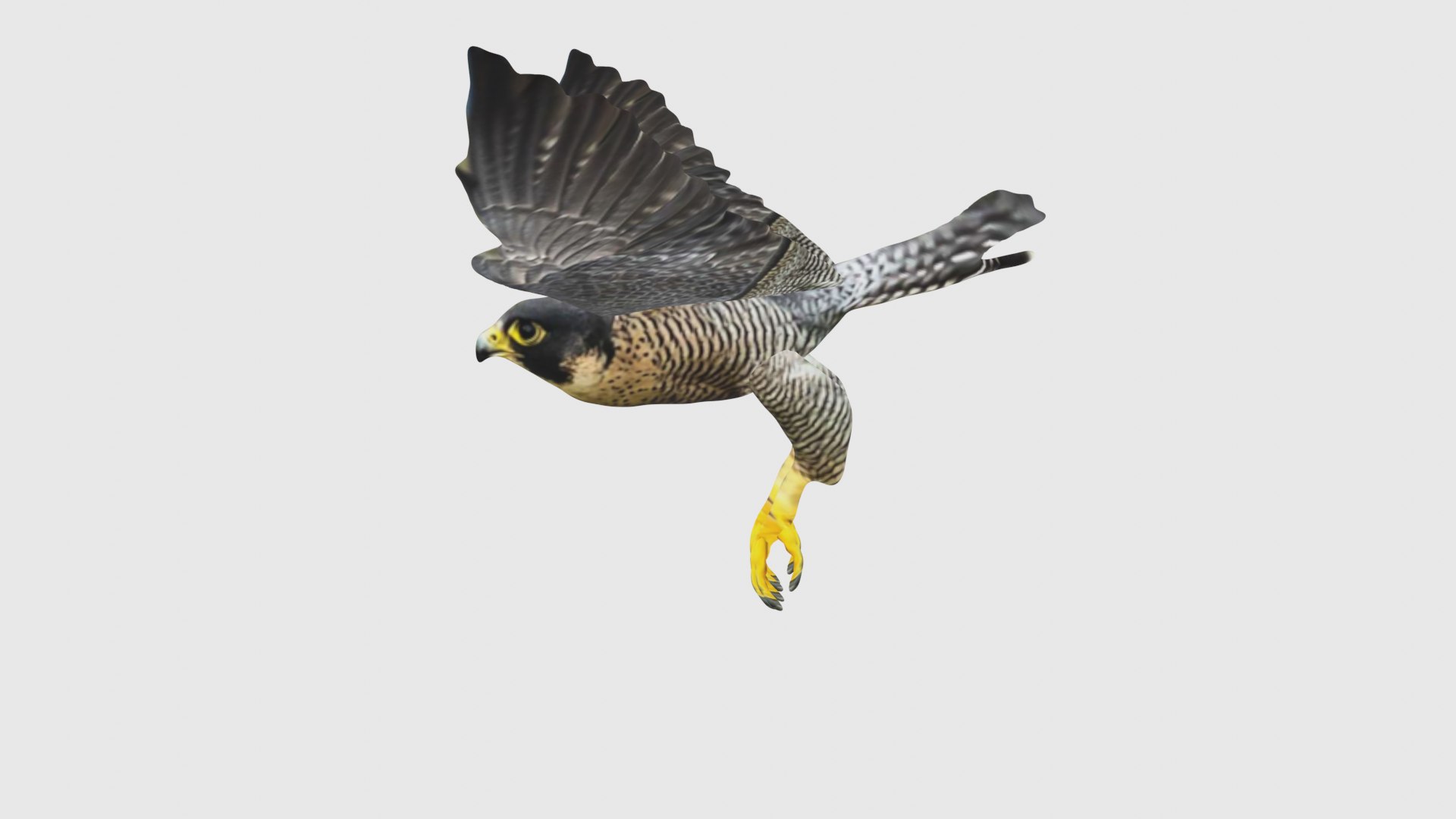 Low Poly Falcon Rigged With Realistic Texture 3D Model - TurboSquid 1875951