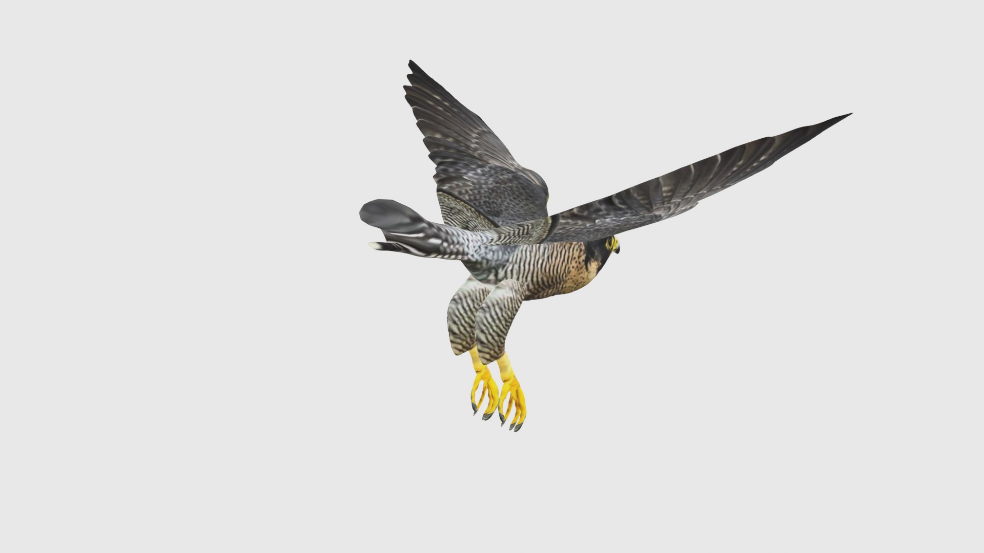Low Poly Falcon Rigged With Realistic Texture 3D Model - TurboSquid 1875951
