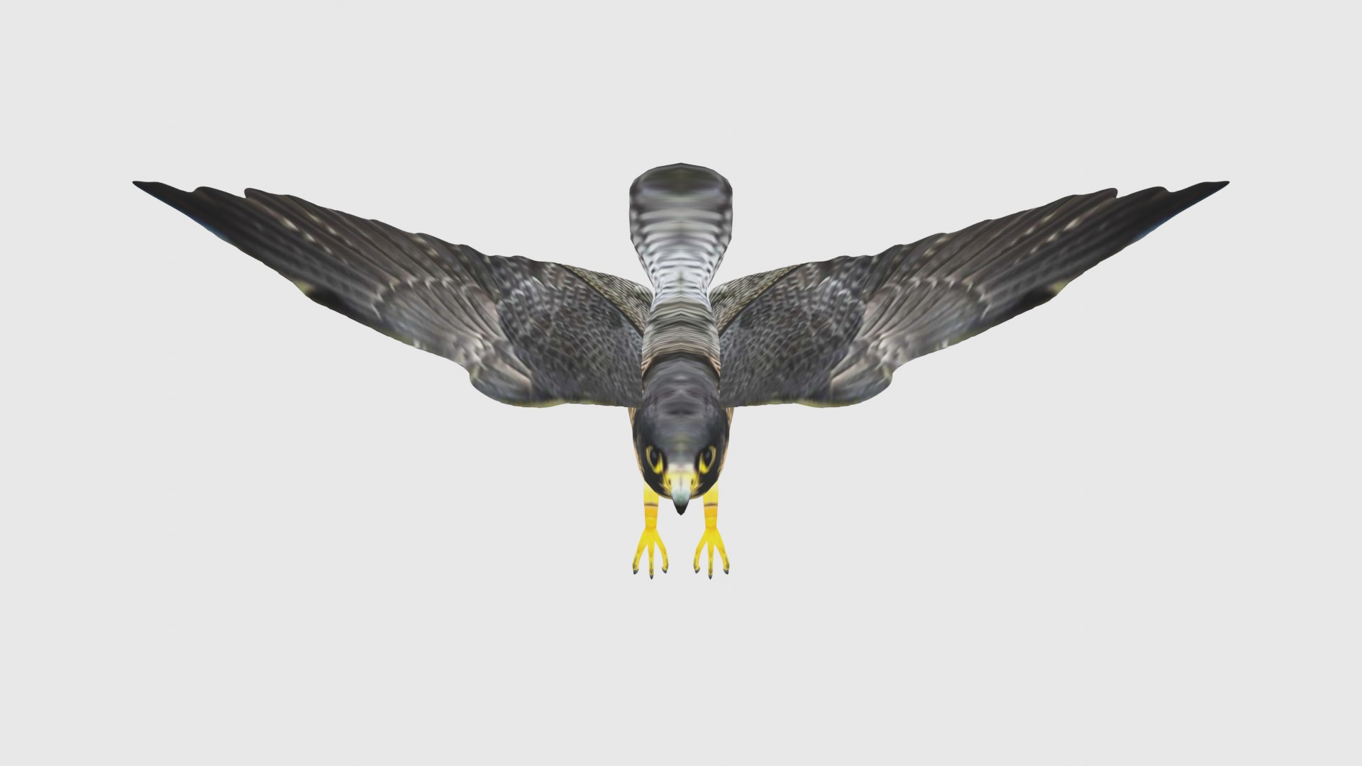 Low Poly Falcon Rigged With Realistic Texture 3D Model - TurboSquid 1875951