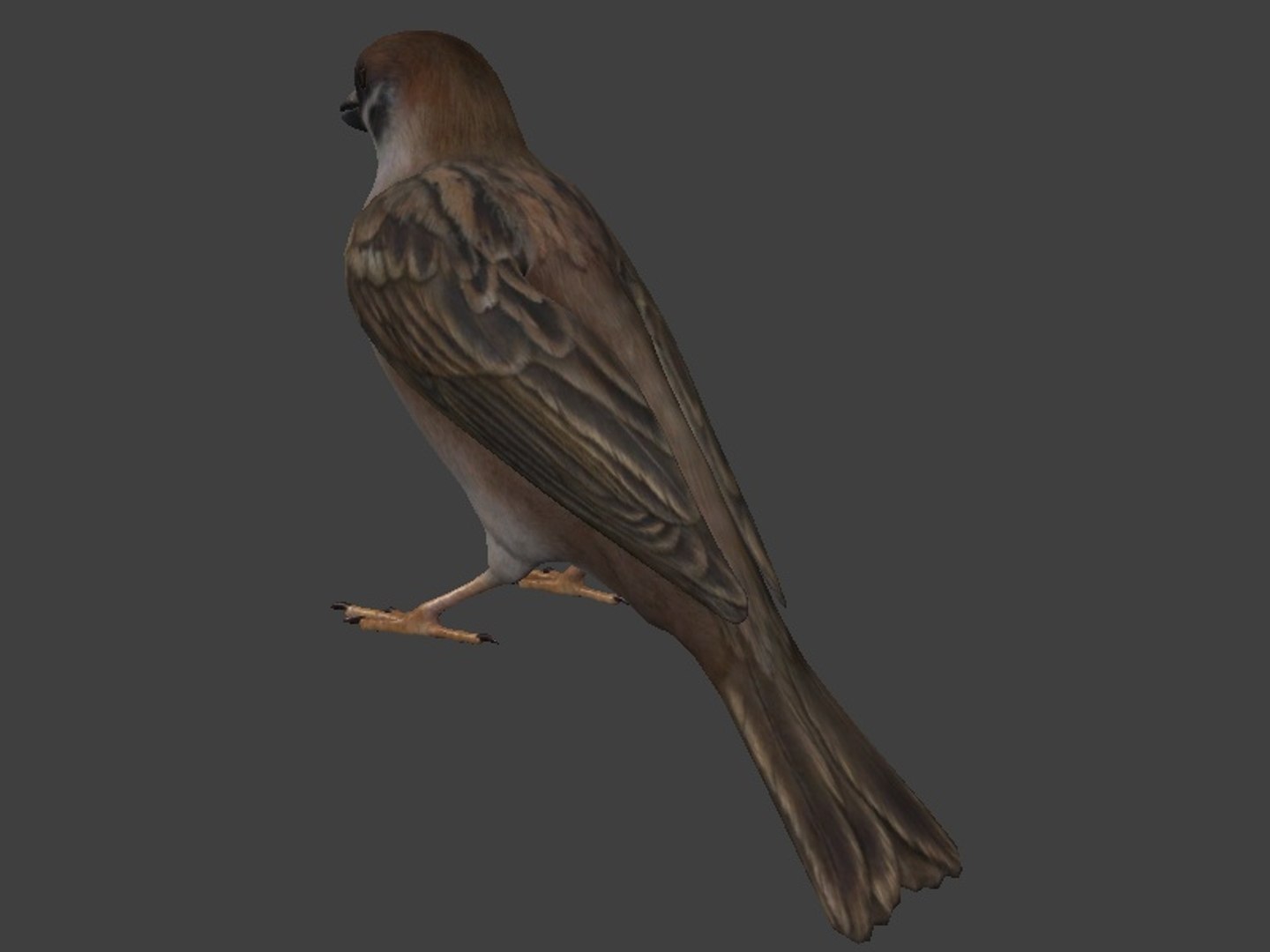 Sparrow 3d Model