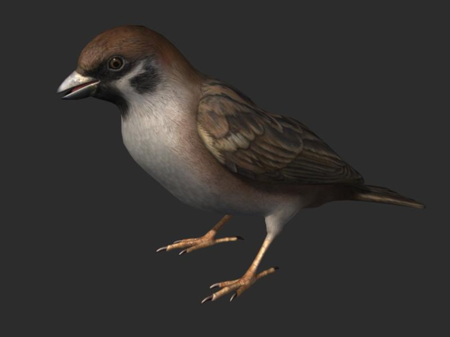 Sparrow 3d Model