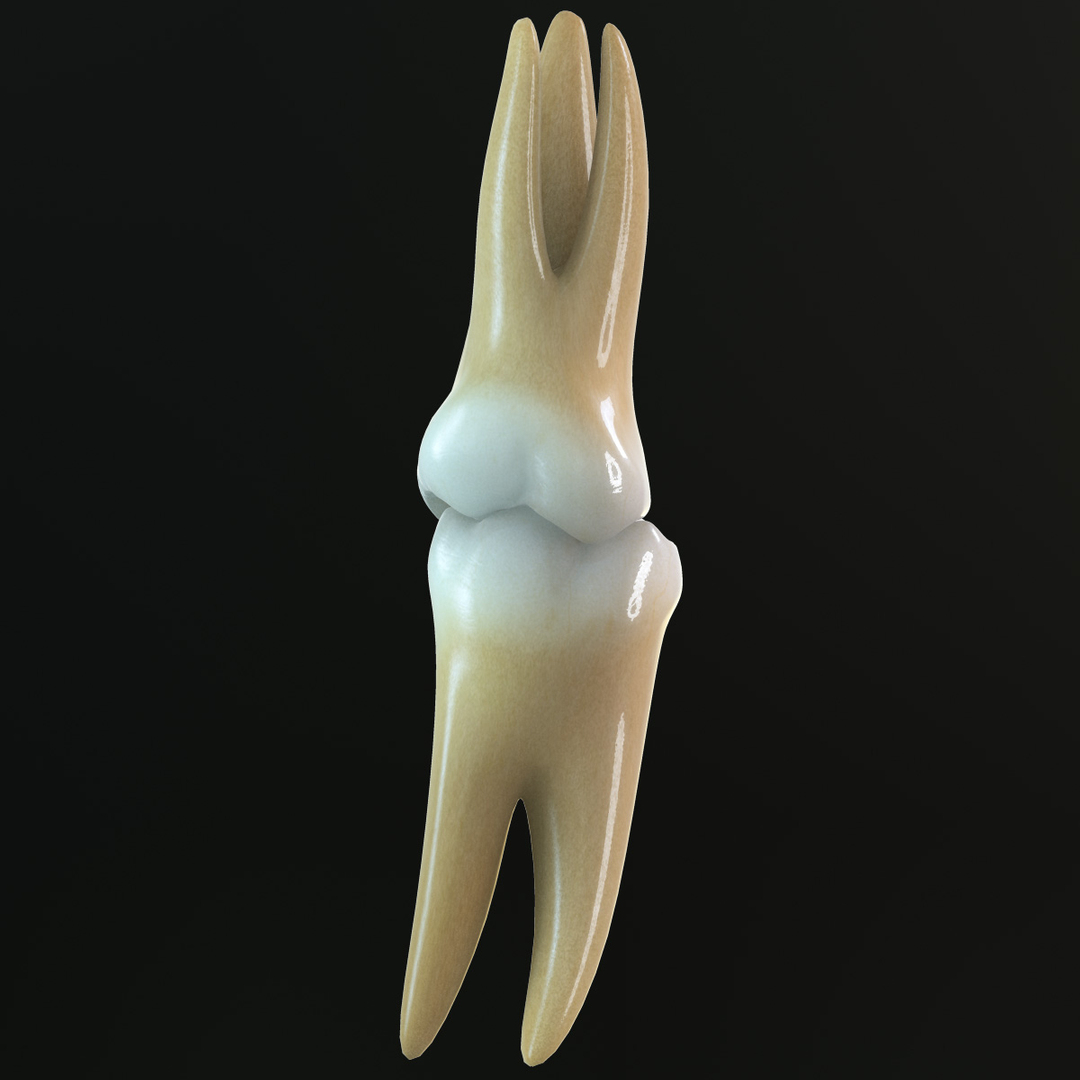 3d teeth molars model