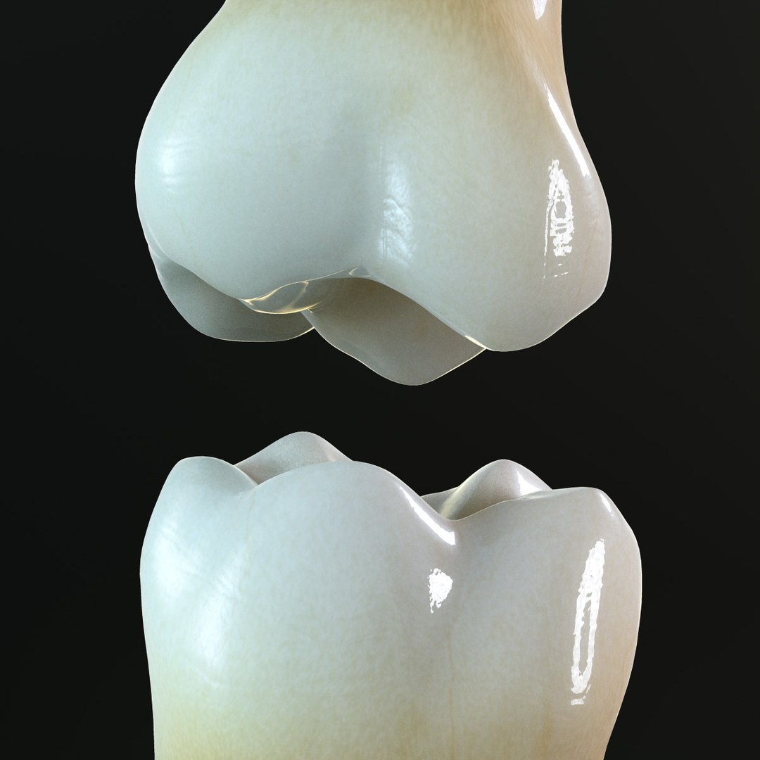 3d teeth molars model