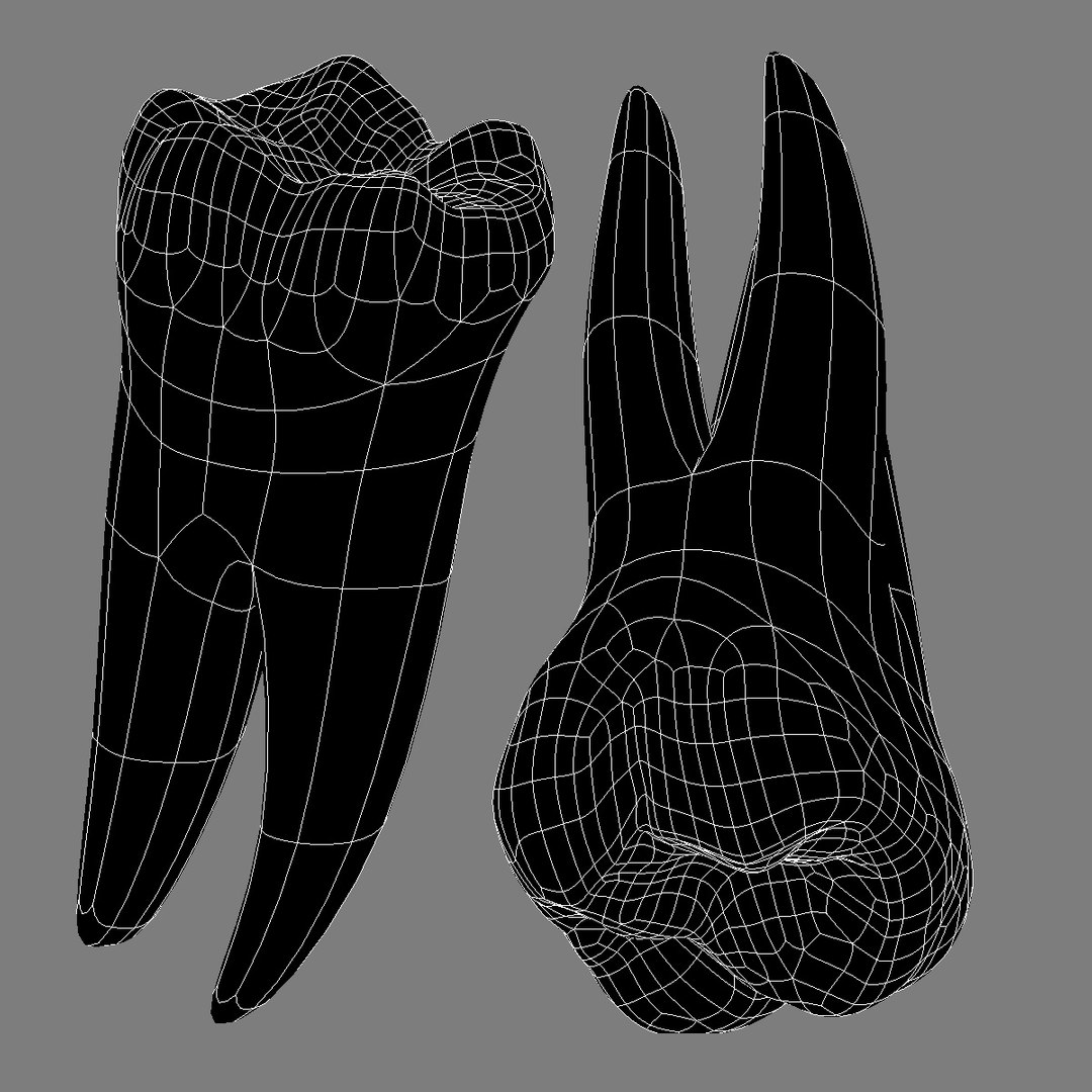 3d teeth molars model