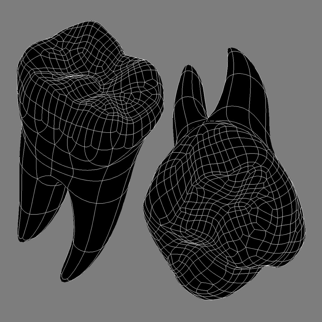 3d teeth molars model