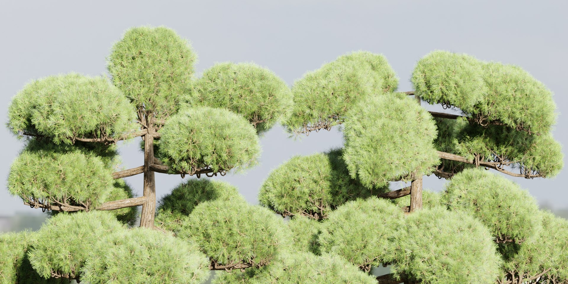 3D Model Niwaki Trees For Garden Vol 151-Blender - TurboSquid 2150055