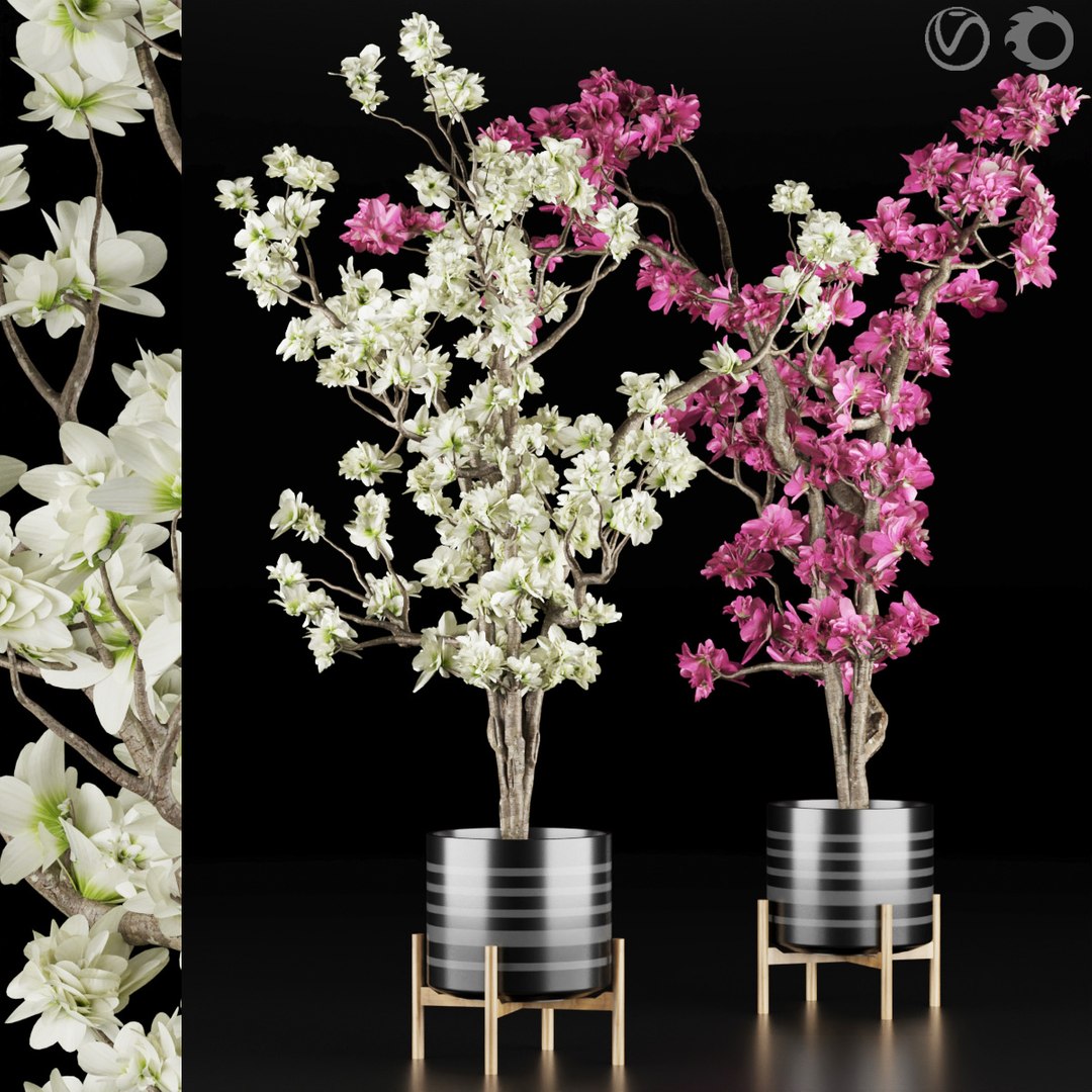 Magnolia Vol 1 3D - TurboSquid 1863855