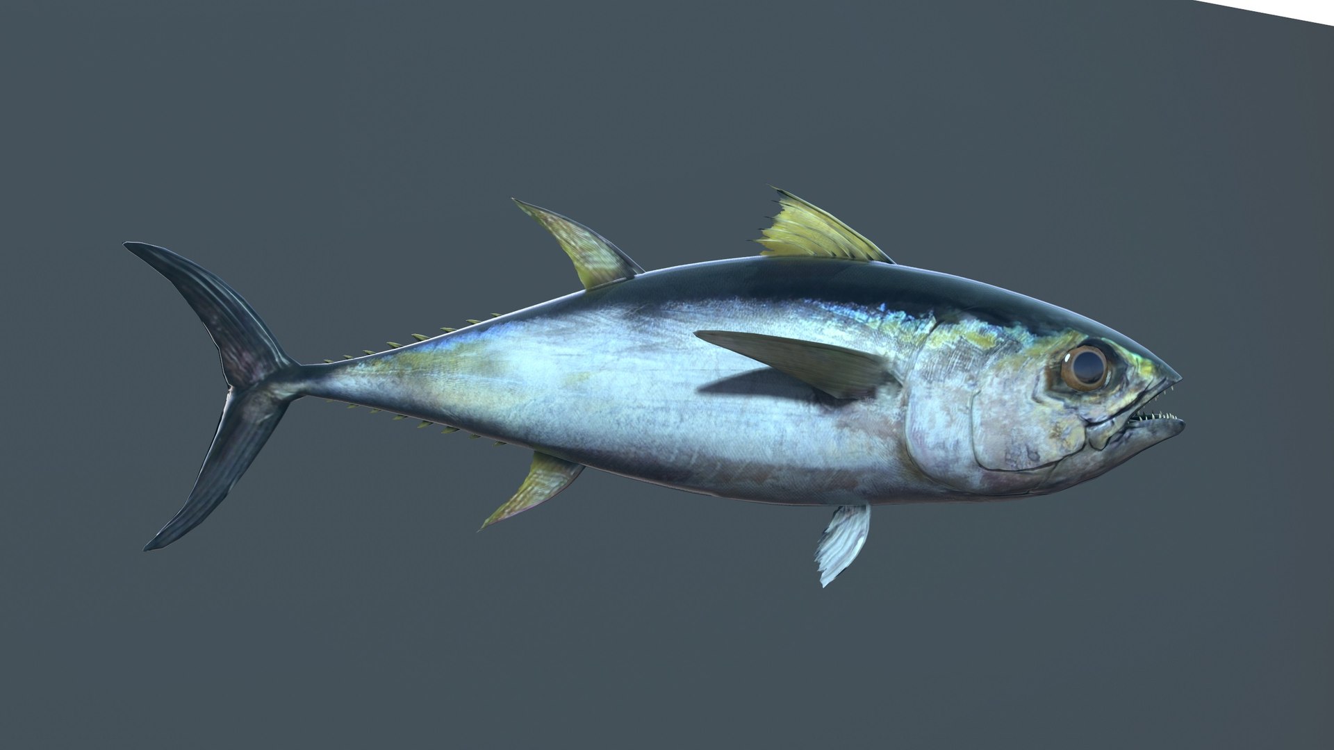3D Common Sea Fish Low-poly 3D Model Model - TurboSquid 1981939