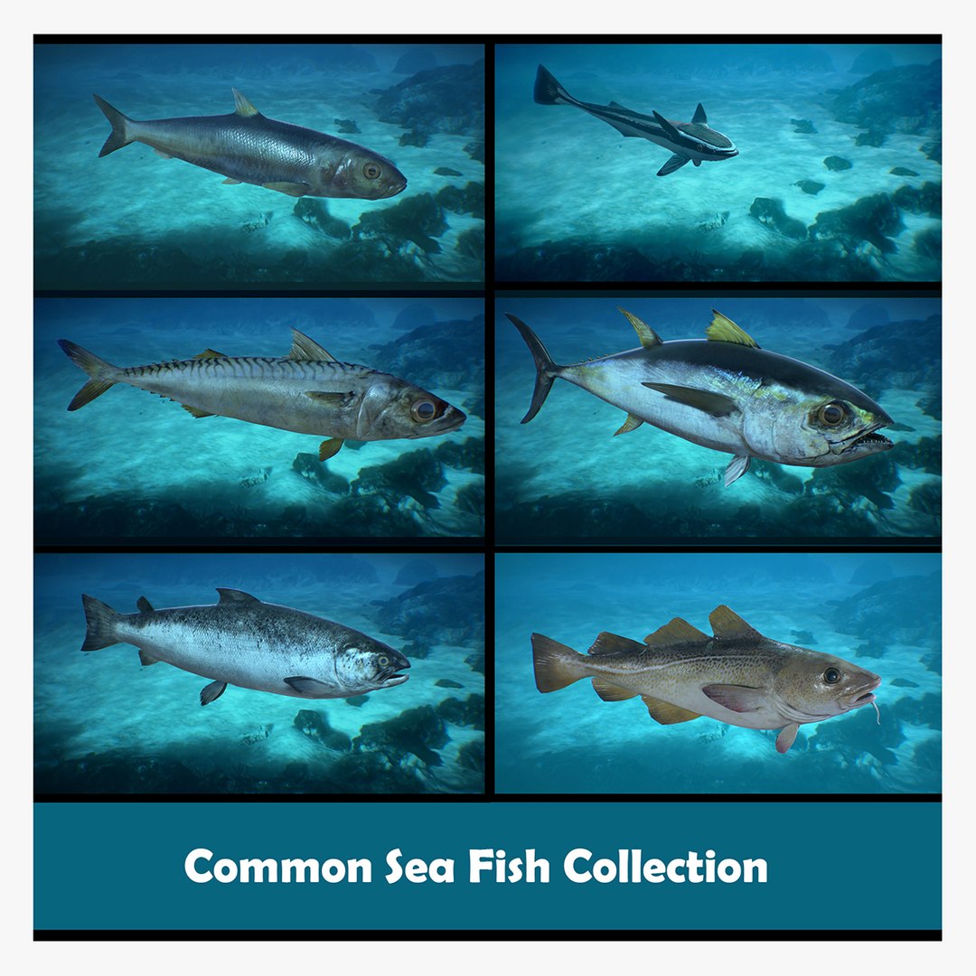 3D Common Sea Fish Low-poly 3D Model Model - TurboSquid 1981939