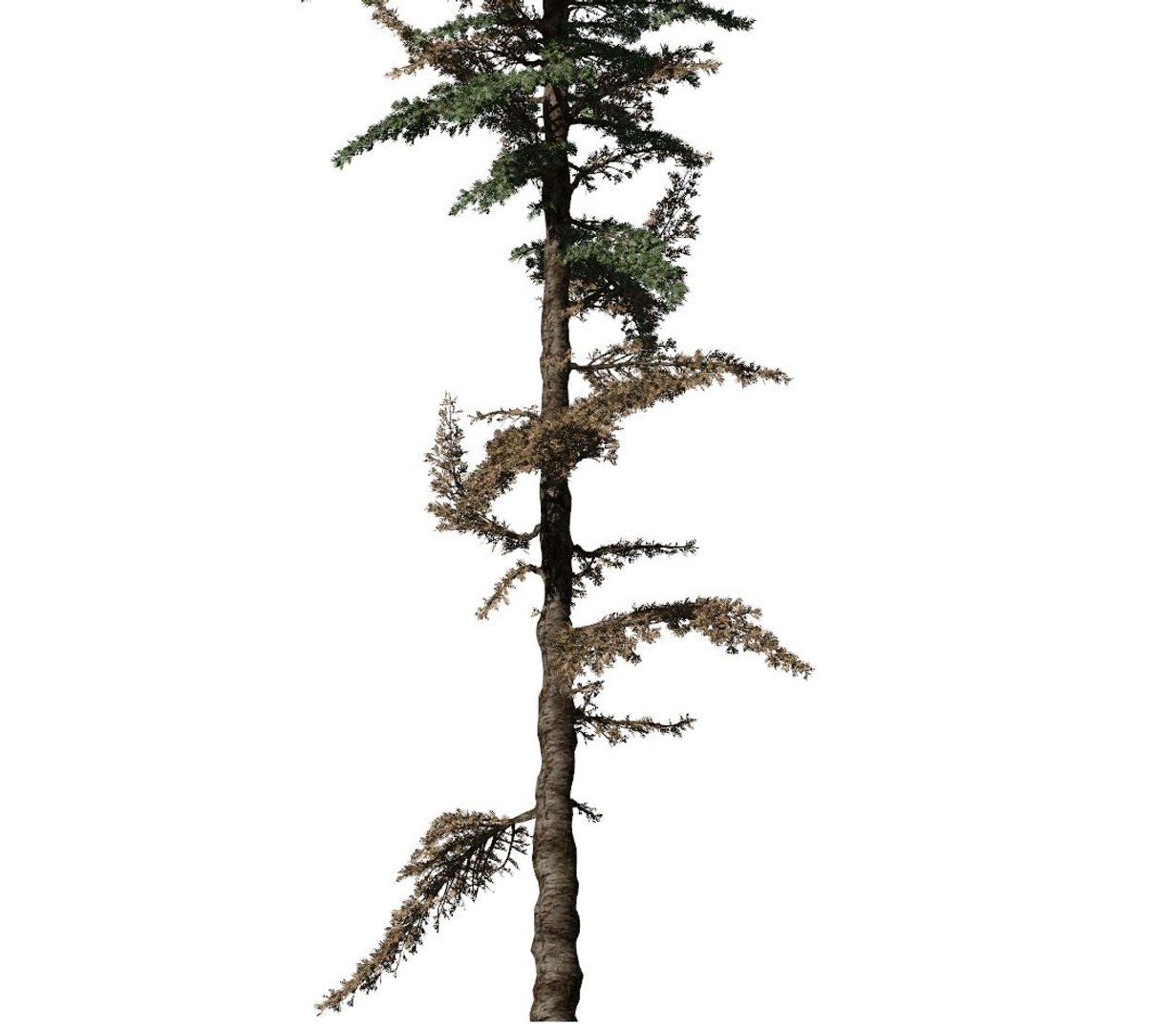 3D conifer tree 003 model - TurboSquid 1644028