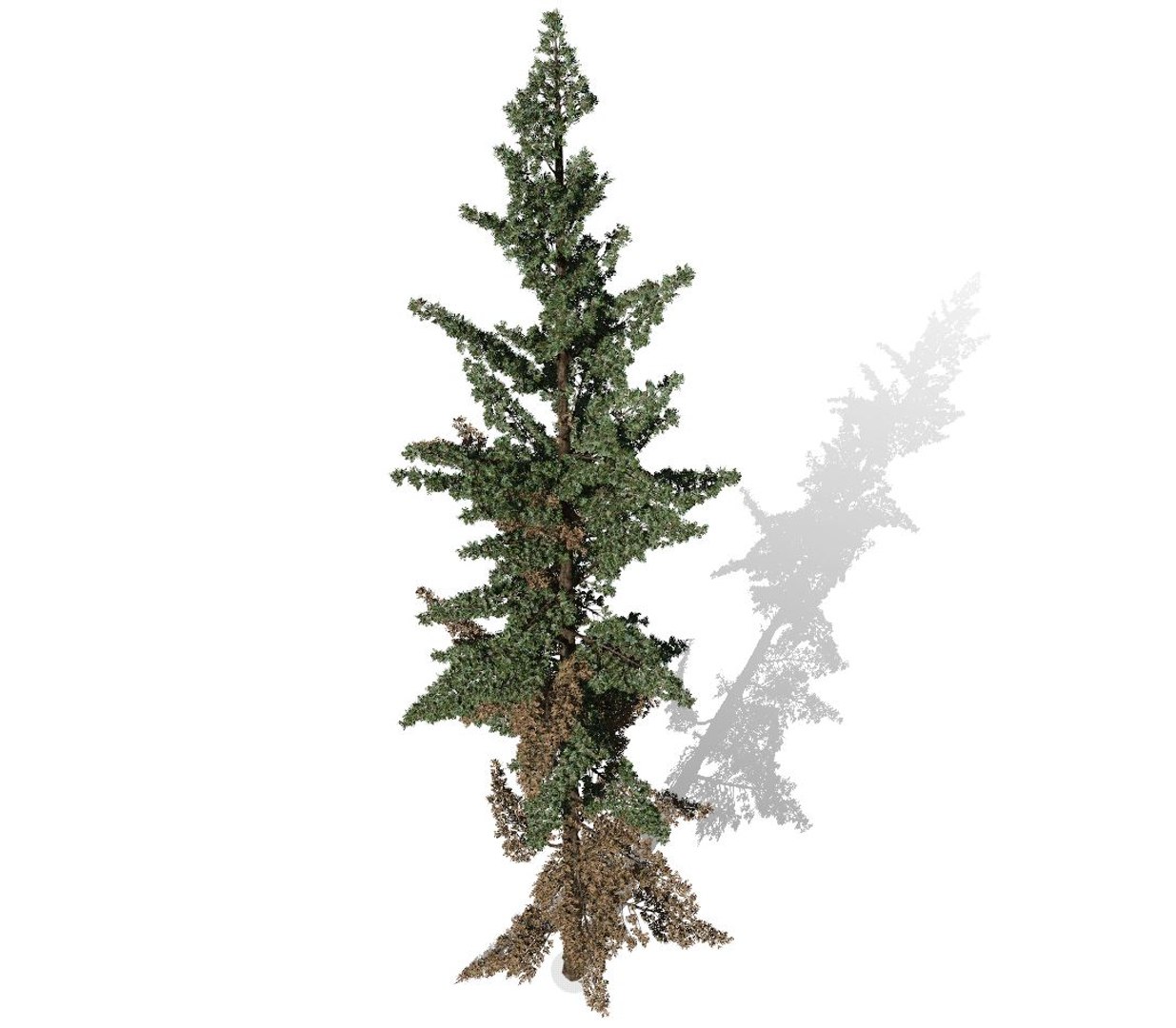 3D conifer tree 003 model - TurboSquid 1644028