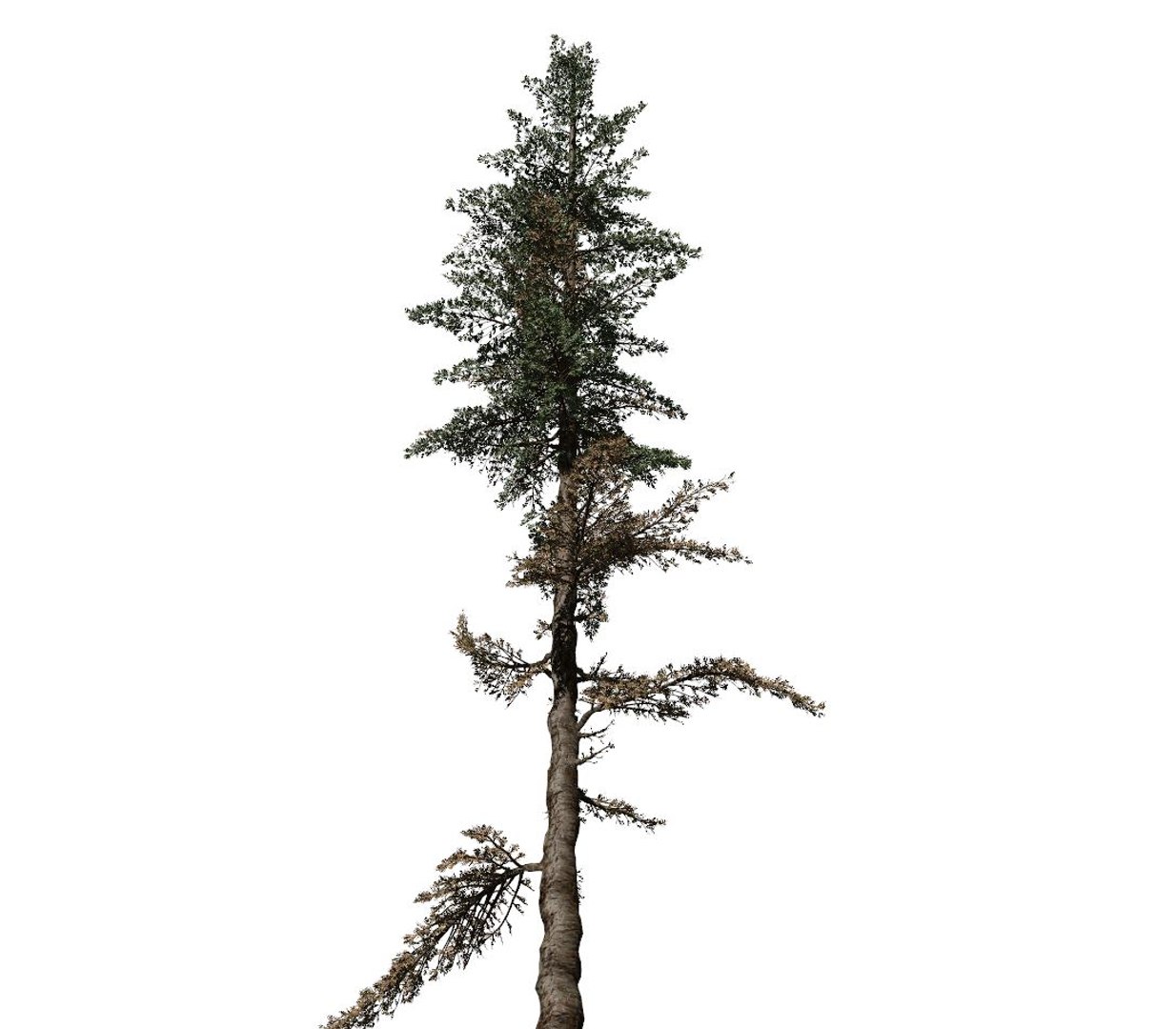 3D conifer tree 003 model - TurboSquid 1644028