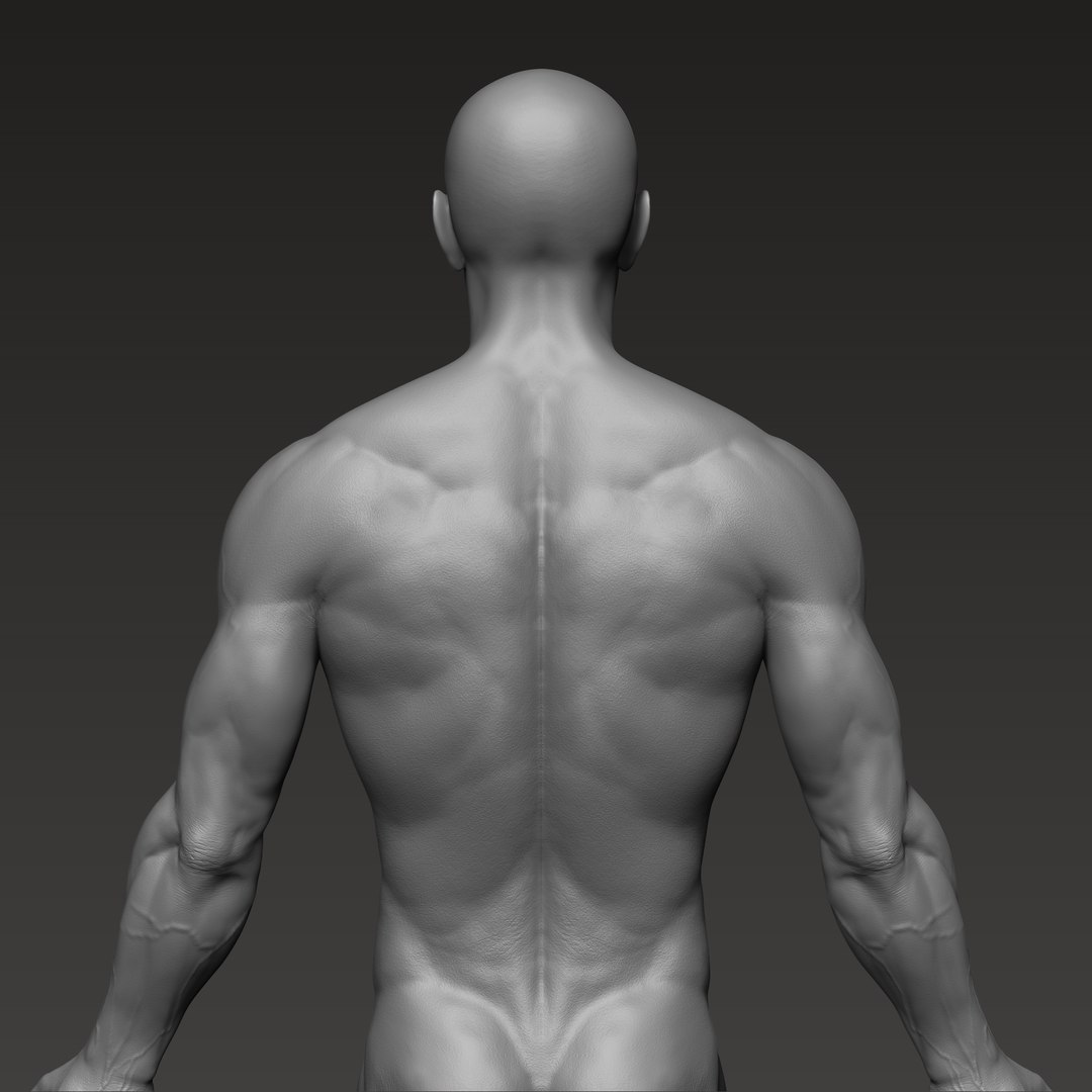 3D Anatomically Correct Male - TurboSquid 1607747