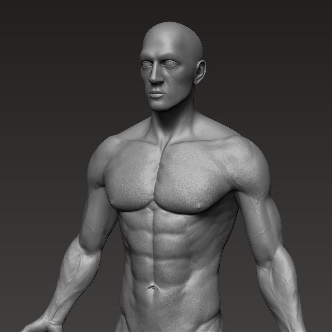 3D Anatomically Correct Male - TurboSquid 1607747