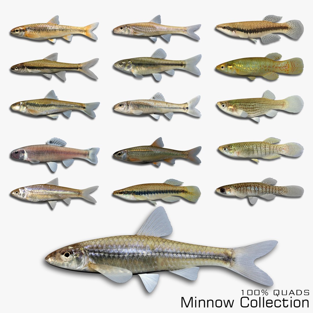 3D Minnow Collection Model - TurboSquid 1815342