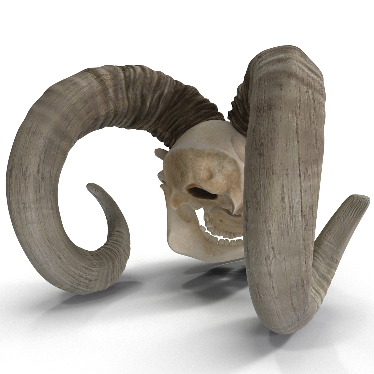 goat skull 3d model