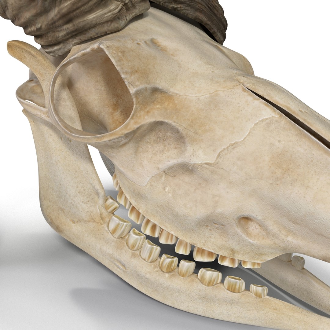 goat skull 3d model