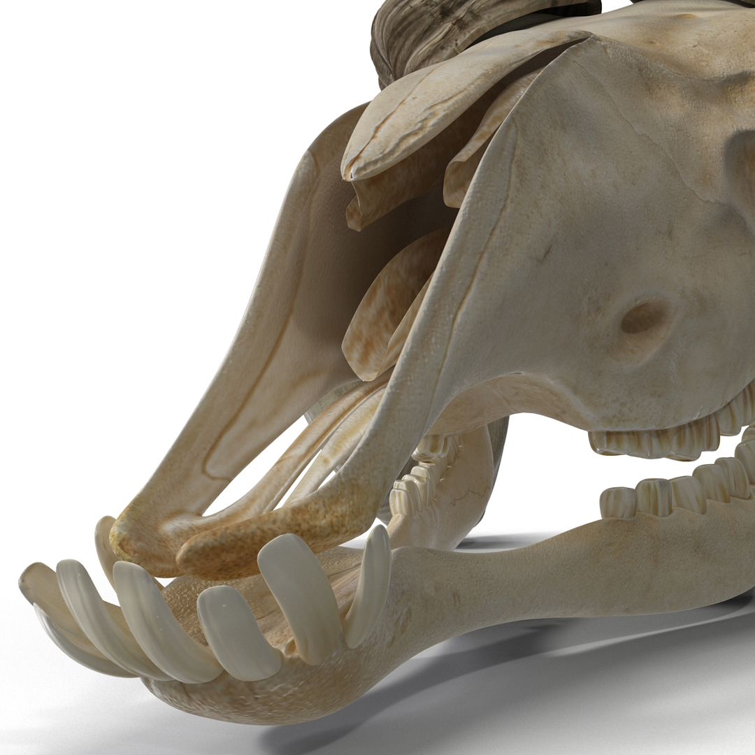 goat skull 3d model