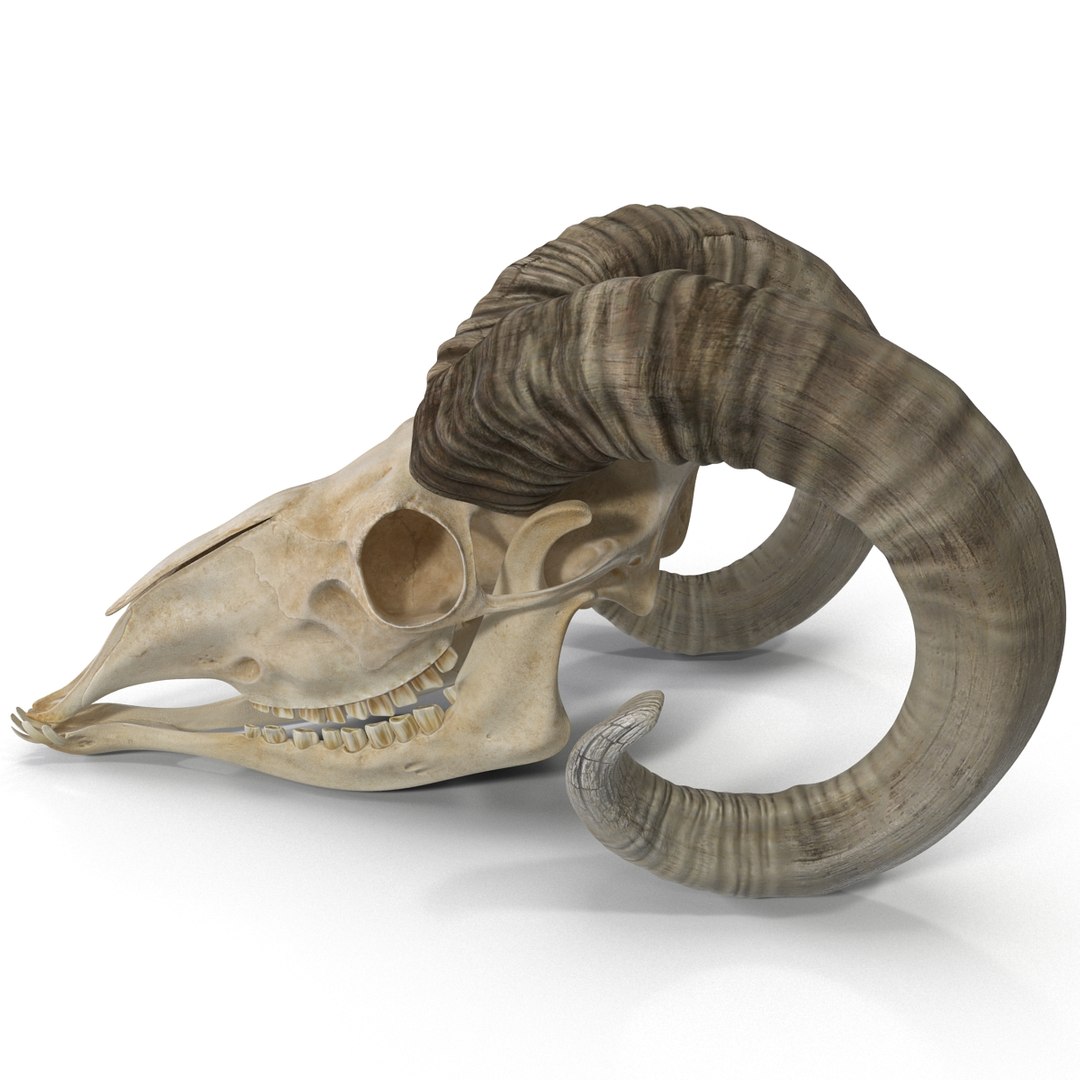 goat skull 3d model