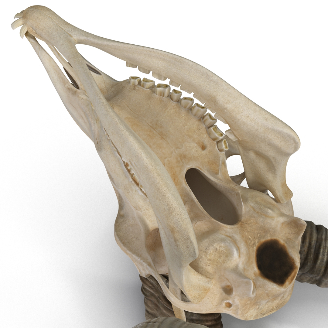 goat skull 3d model