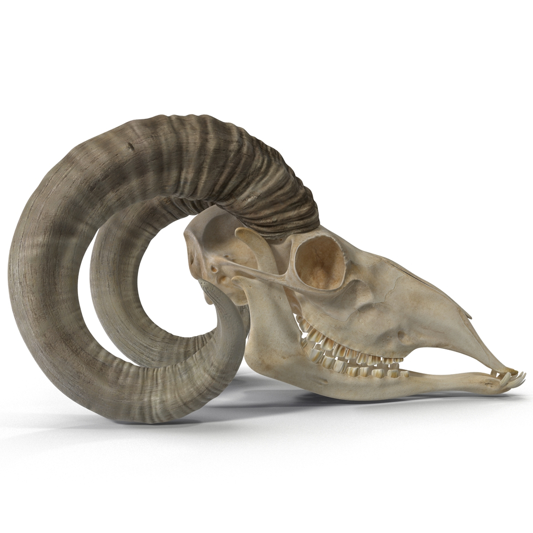 goat skull 3d model