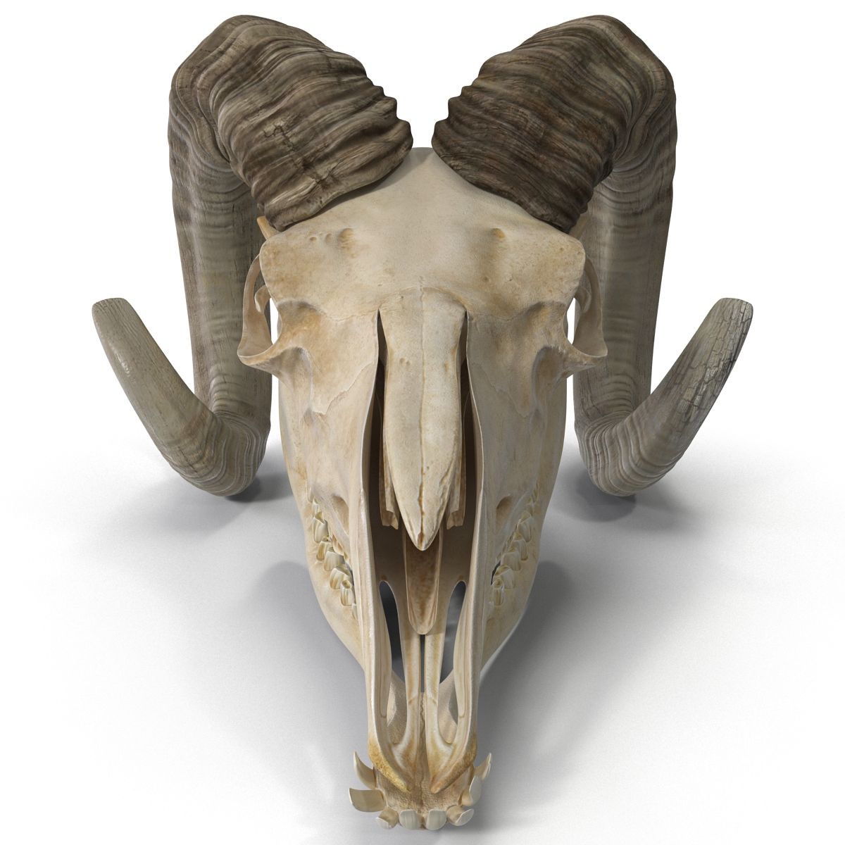 goat skull 3d model