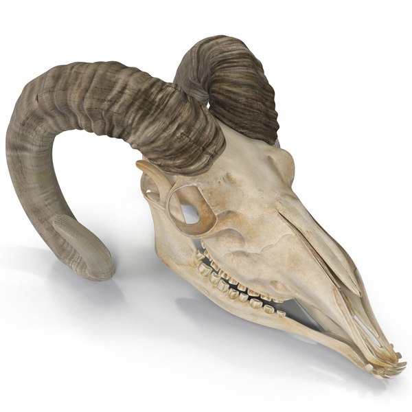 goat skull 3d model