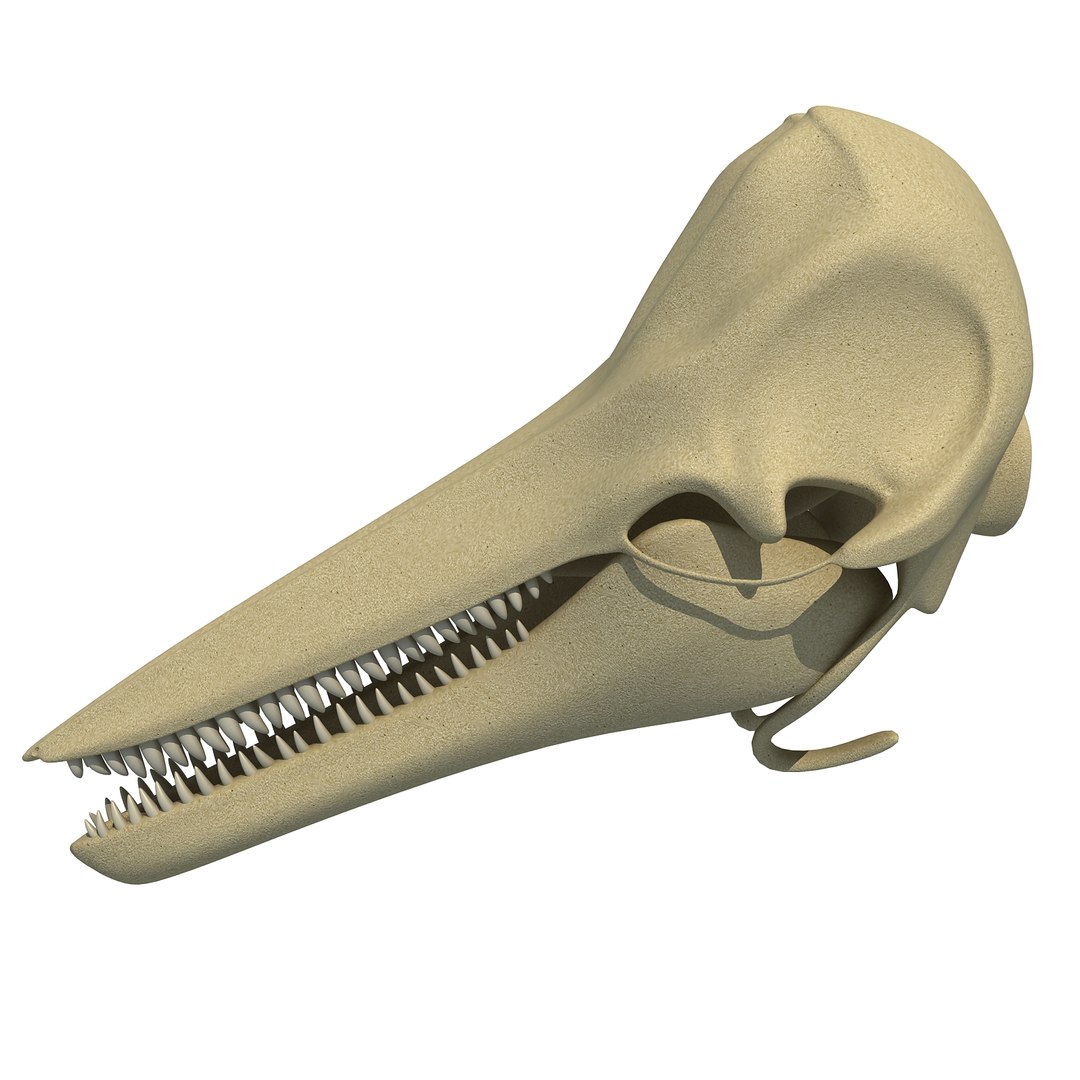 Dolphin Skull Skeleton 3ds