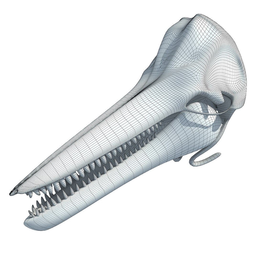 Dolphin Skull Skeleton 3ds