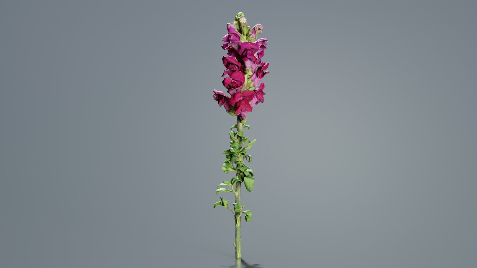Great Garden Snapdragon Dragon Plant Antirrhinum Majus Remastered 3D ...
