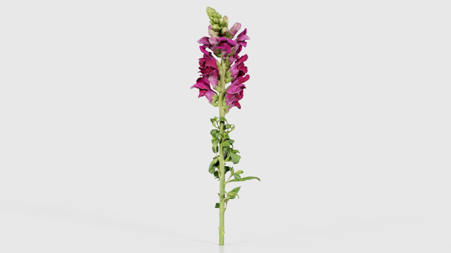 Great Garden Snapdragon Dragon Plant Antirrhinum Majus Remastered 3D ...