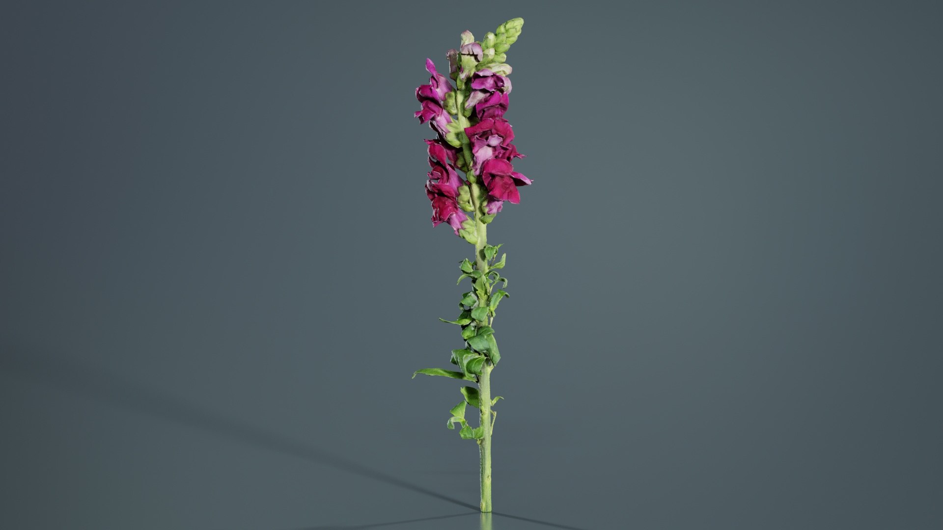 Great Garden Snapdragon Dragon Plant Antirrhinum Majus Remastered 3D ...