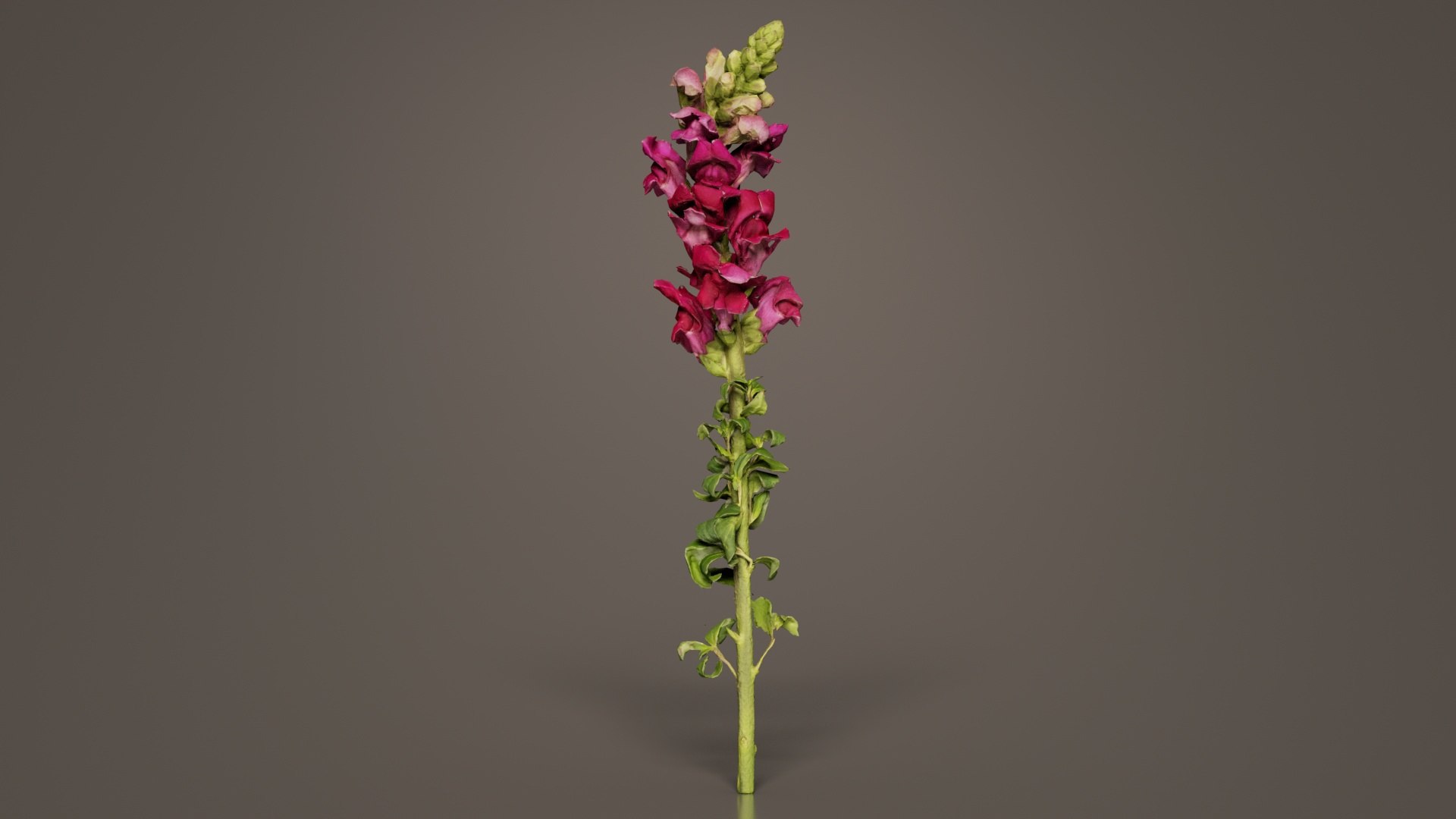 Great Garden Snapdragon Dragon Plant Antirrhinum Majus Remastered 3D ...