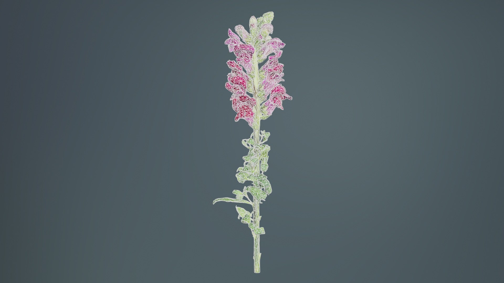 Great Garden Snapdragon Dragon Plant Antirrhinum Majus Remastered 3D ...