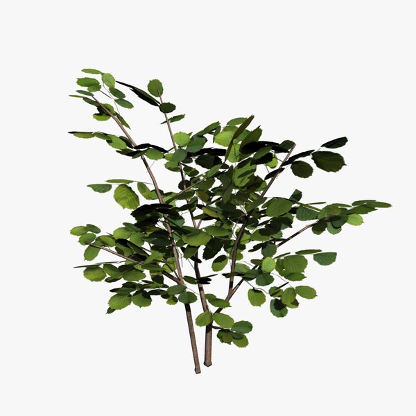 hazel bush 3d 3ds