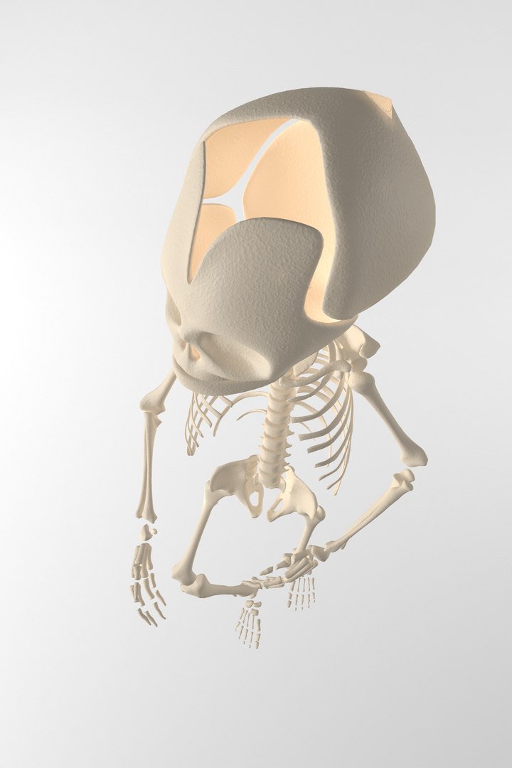 Child Skeleton 3D Model - TurboSquid 1498025