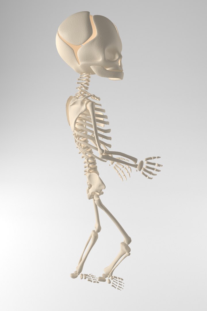 Child Skeleton 3D Model - TurboSquid 1498025