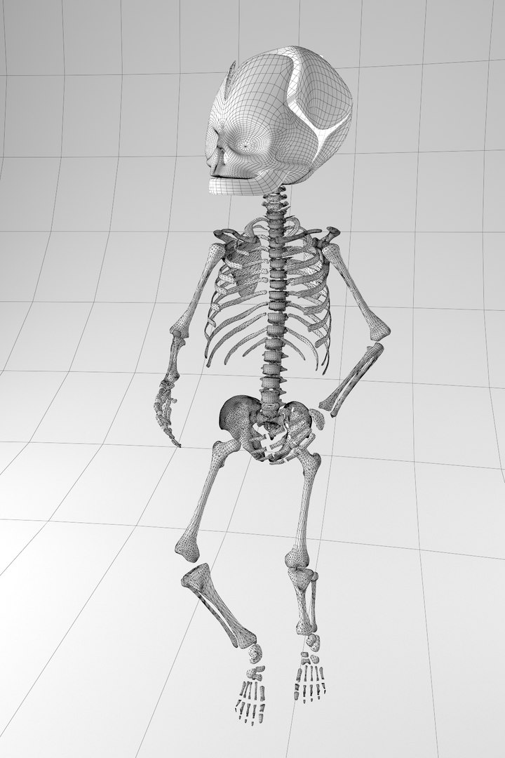 Child Skeleton 3D Model - TurboSquid 1498025