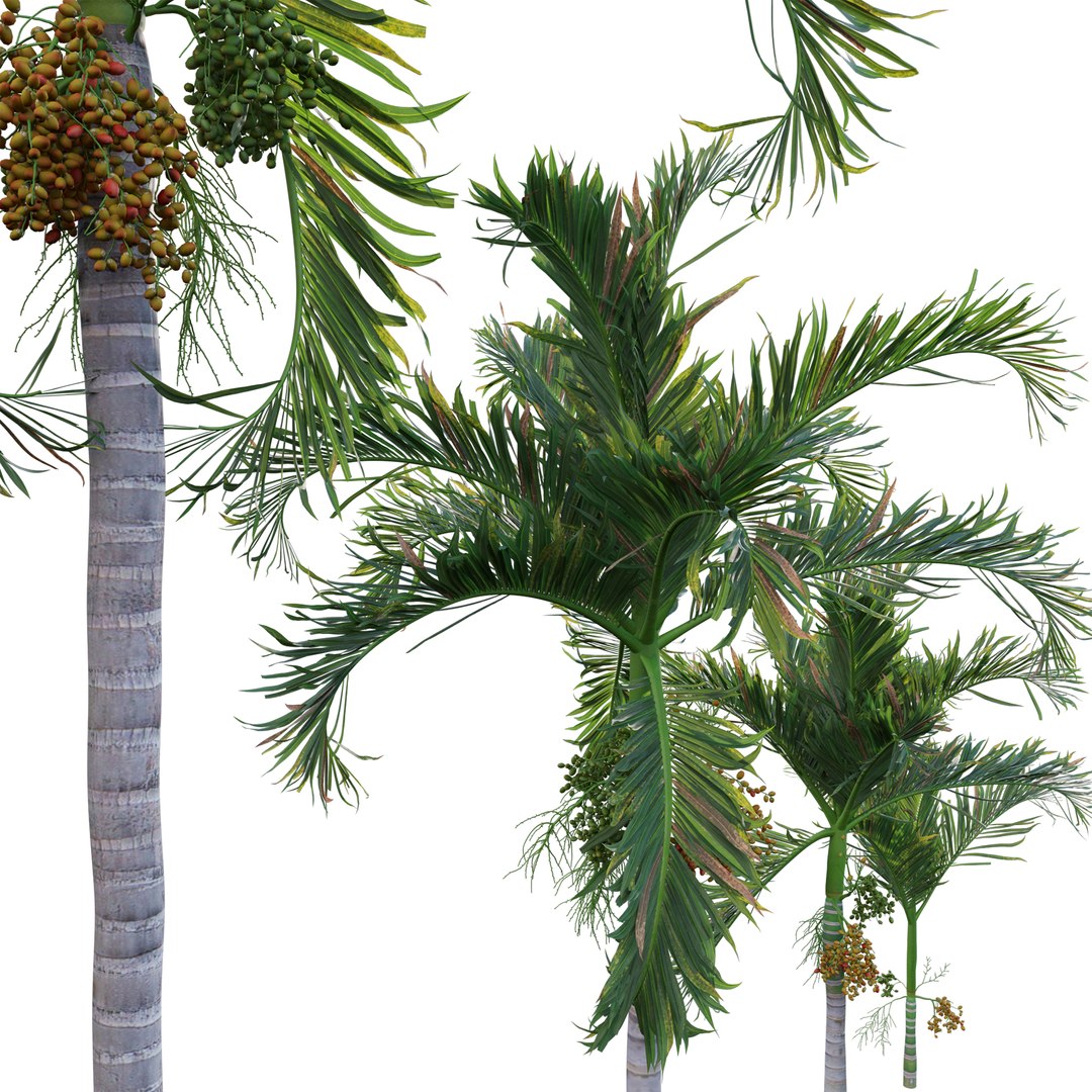 3D Areca catechu - Betel Nut Palm - Pinang Sirih - TurboSquid 2082298